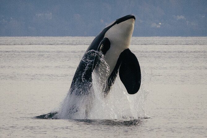 Private Skippered Charters in Puget Sound - Practical Tips and Considerations