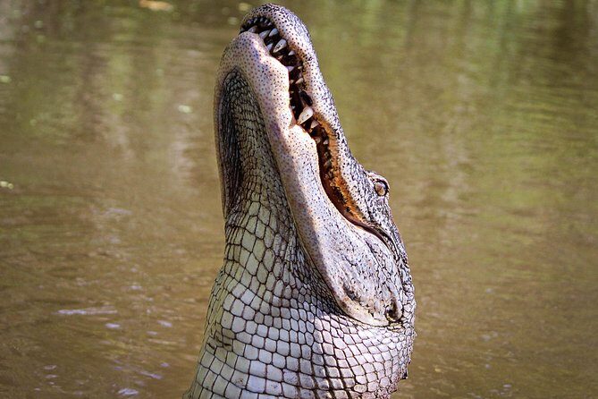 Private Small Airboat Ride with Tranportation from New Orleans - Introduction