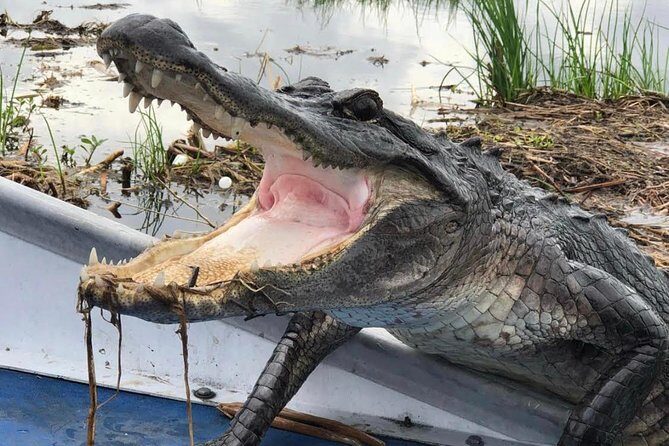 Private Small Airboat Ride with Tranportation from New Orleans - Who Should Consider This Tour?