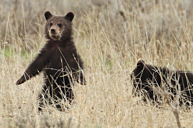 Private Small Group Yellowstone Wildlife Safari - Final Thoughts