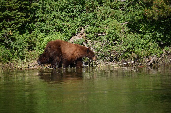 Private Small Group Yellowstone Wildlife Safari - FAQs