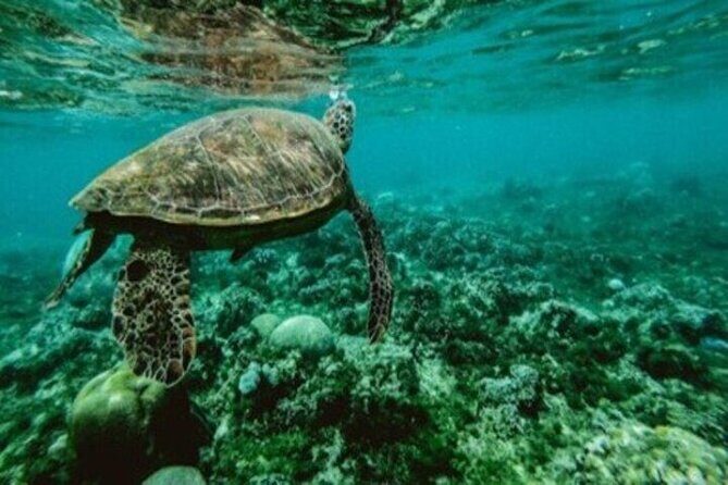 Private Snorkel and Dive Charter to Culebra (Up to 5 Guests) - FAQs