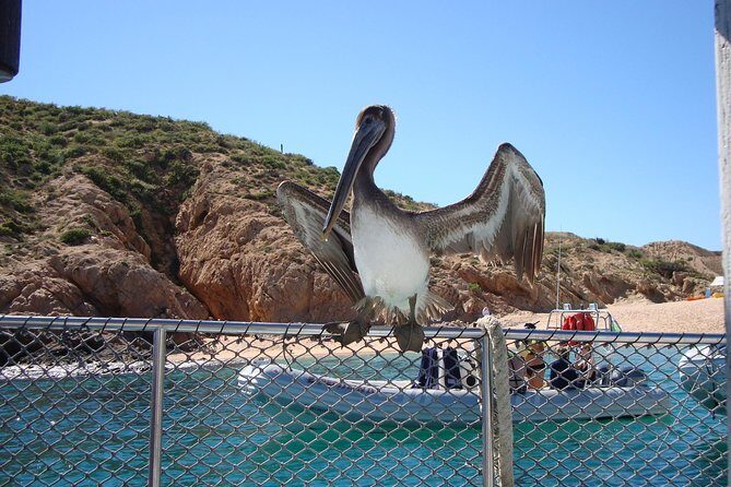 Private Snorkel Cruise in Cabo San Lucas - A Balanced Look at the Cabo Snorkel Cruise
