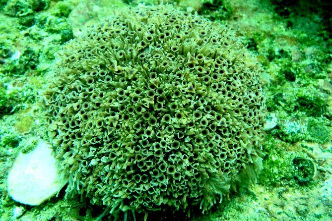 private snorkel - Key Points