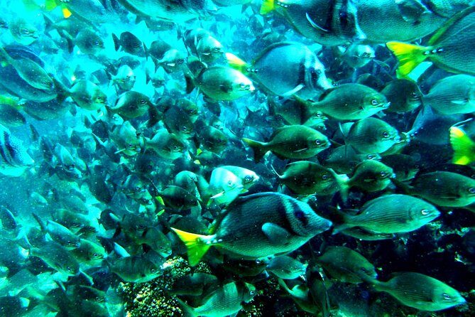 private snorkel - FAQ