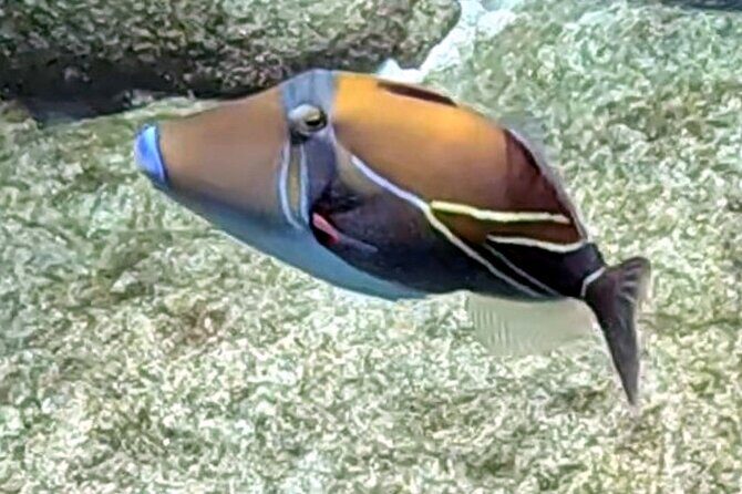 Private Snorkel tours - Key Points