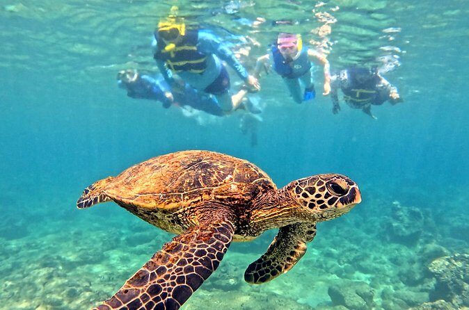 Private Snorkel tours - Practical Tips for Booking and Enjoyment