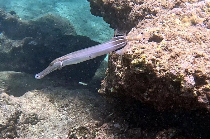 Private Snorkel tours - The Sum Up