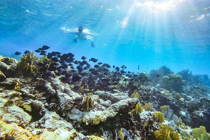 Private snorkel with 2 stops in Aruba - Eco-friendly! - Key Points