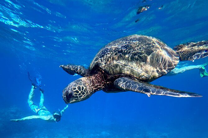 Private Snorkel with Beach Set-Up - Key Points