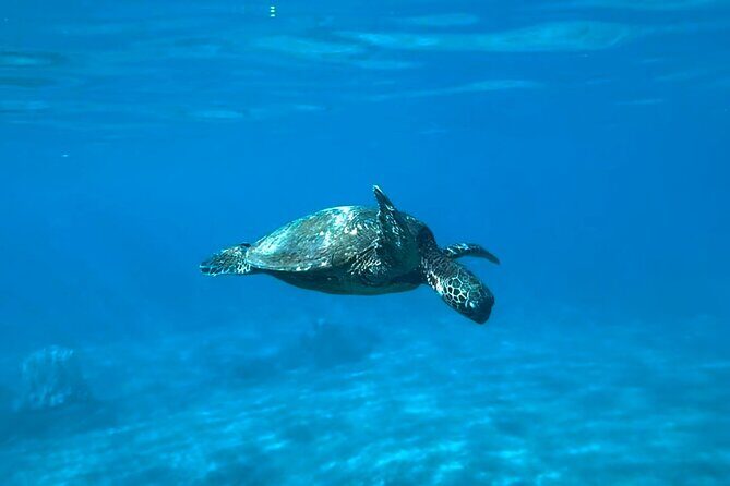 Private Snorkel with Beach Set-Up - FAQ