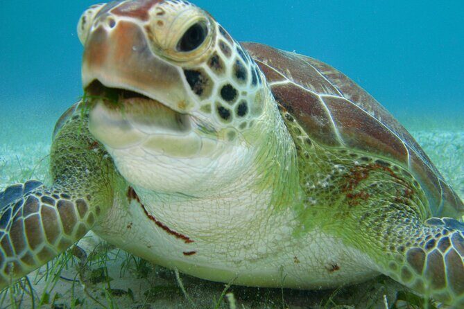 Private Snorkel with Turtle at Akumal - Key Points