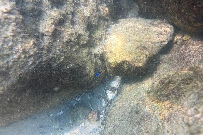 Private Snorkeling Excursion - Who Will Love This Tour?