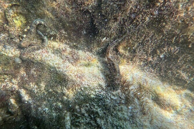 Private Snorkeling Excursion - FAQ
