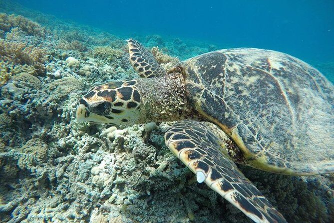 Private Snorkeling Gili Island (Coral, Statue and Turtle) - Introduction: Why This Tour Stands Out