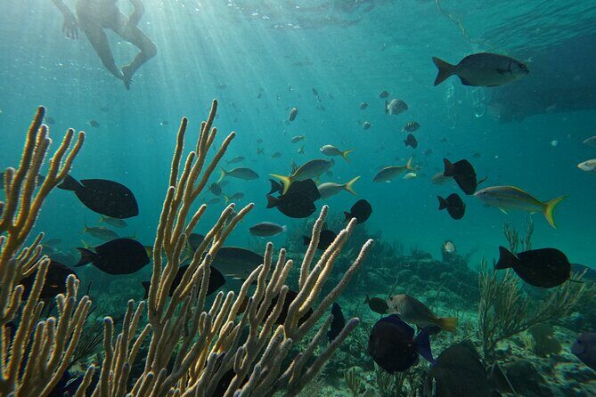 Private Snorkeling or Fishing Charter in Nassau - 38ft Free Time - Who Is This Tour Best For?