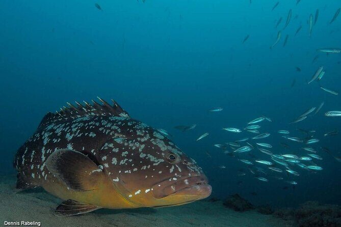 Private Snorkeling Tour from Playa Grande Beach - Why a Beach Snorkeling Trip? No Long Boat Rides