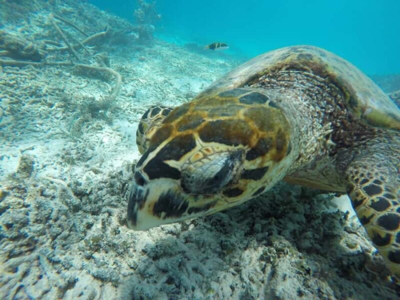 Private Snorkeling Tour GoPro Footage Costumize Tour - FAQ