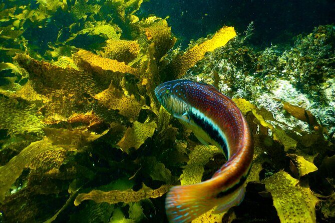Private Snorkeling Tour In Sydney's Marine Reserve - Key Points