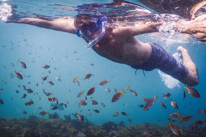 Private Snorkeling Tour In Sydney's Marine Reserve - A Practical Look at the Snorkeling Experience in Sydney