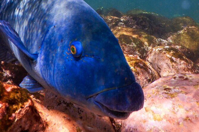 Private Snorkeling Tour In Sydney's Marine Reserve - What’s Included and What’s Not