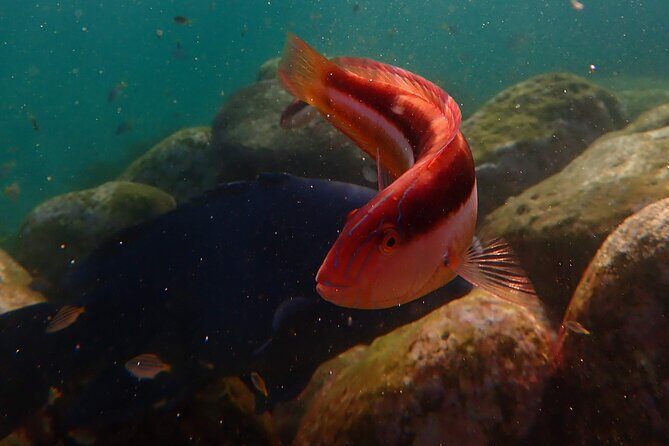 Private Snorkeling Tour In Sydney's Marine Reserve - Why This Tour Is Worth Your Time and Money