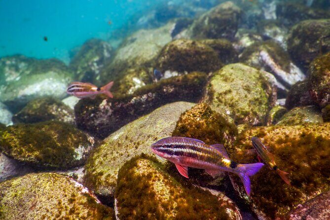 Private Snorkeling Tour In Sydney's Marine Reserve - Who Will Love This Experience?