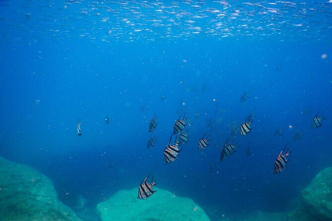 Private Snorkeling Tour In Sydney's Marine Reserve - Final Thoughts: Why You Should Consider This Snorkeling Tour