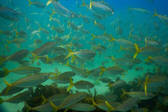 Private Snorkeling Tour In Sydney's Marine Reserve - FAQ