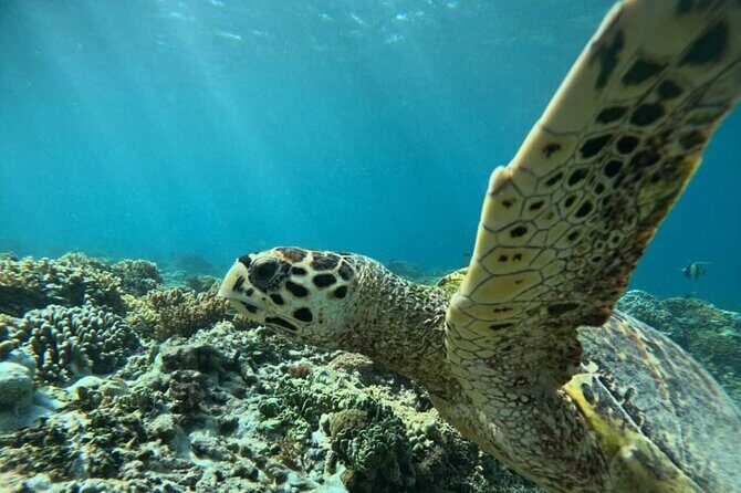 Private Snorkeling Tour of Gili Islands in Air Meno and Trawangan - Discovering the Gili Islands: An Overview