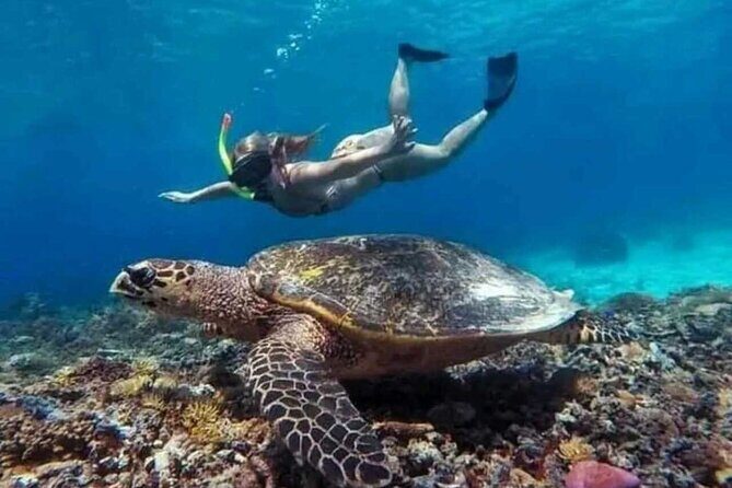 Private Snorkeling Tour of Gili Islands in Air Meno and Trawangan - The Experience: What You Can Expect