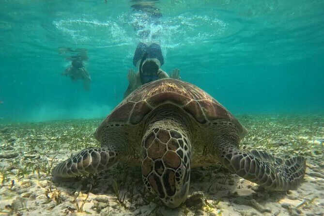 Private Snorkeling Tour of Gili Islands in Air Meno and Trawangan - Who Is This Tour Best For?