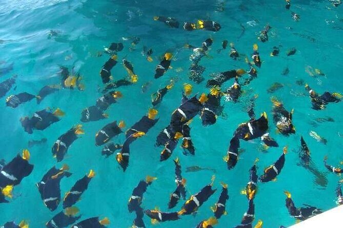 Private Snorkeling Tour to Los Arcos - Why Choose the Private Snorkeling Tour to Los Arcos?