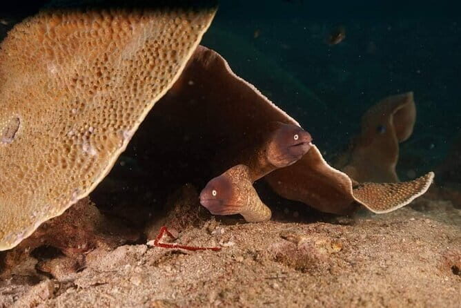 Private Snorkeling trip at Koh Kood - An In-Depth Look at the Koh Kood Snorkeling Experience