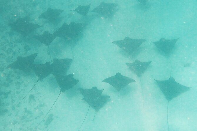 Private Snorkeling Trip on a Polynesian Outrigger - Key Points