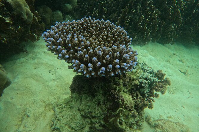 Private Snorkeling Trip Route A by Long Tail Boat - Who Is This Tour Best For?