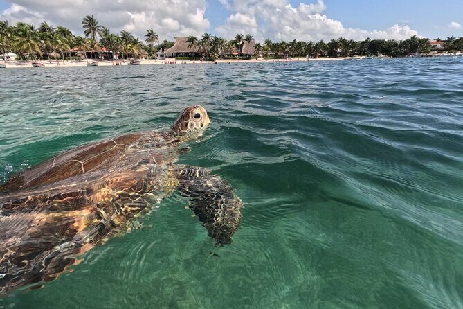 Private Snorkeling with Sea Turtles in Akumal Beach - Setting the Scene: Akumal Bay, a Sanctuary for Sea Turtles