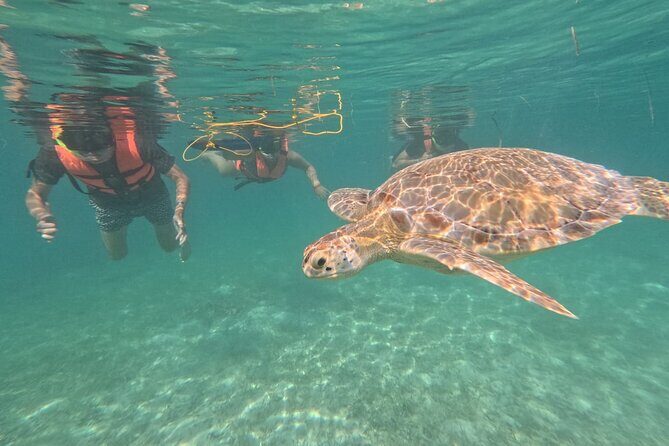 Private Snorkeling with Sea Turtles in Akumal Beach - The Personal Touch: Private and Small Group Experience