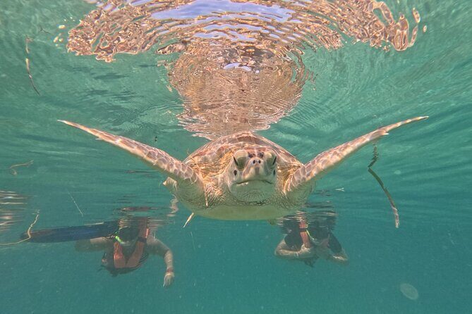 Private Snorkeling with Sea Turtles in Akumal Beach - Logistics: What Travelers Need to Know