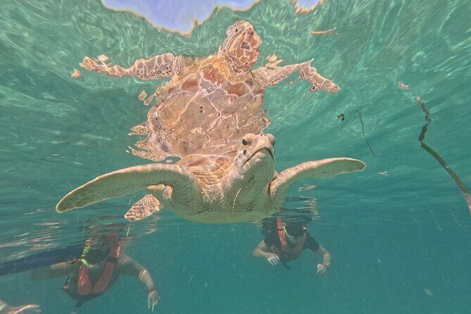 Private Snorkeling with Sea Turtles in Akumal Beach - Why This Tour is a Good Deal