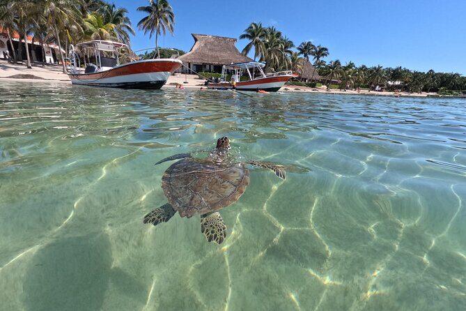 Private Snorkeling with Sea Turtles in Akumal Beach - Authentic Experiences in a Natural Setting