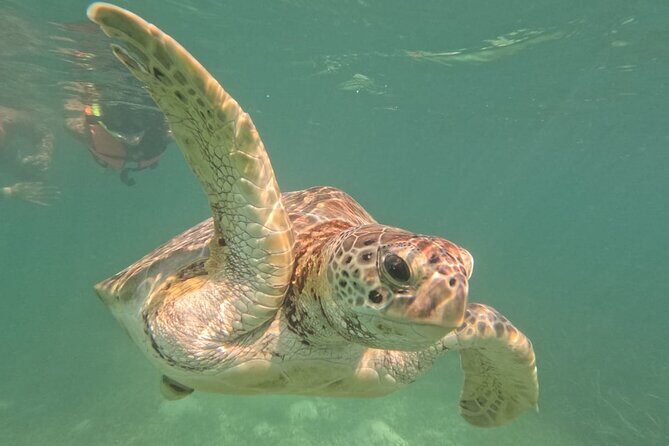 Private Snorkeling with Sea Turtles in Akumal Beach - The Sum Up