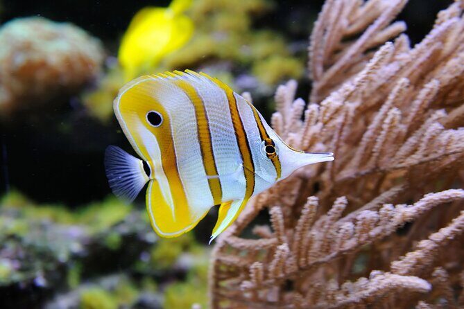 Private Snorkeling Yacht Tour in Cancun and Isla Mujeres - A Deep Dive into the Experience