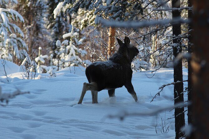 Private snowmobile day tours - Final Thoughts: Is a Snowmobile Tour in Sweden for You?