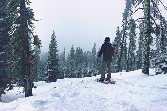 Private Snowshoeing Adventure from Badger Pass to Dewey Point - Who Will Love This Tour?