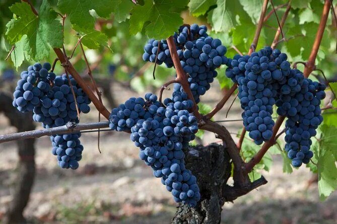 Private Sonoma Wine Tour up to 6 Guests - Key Points