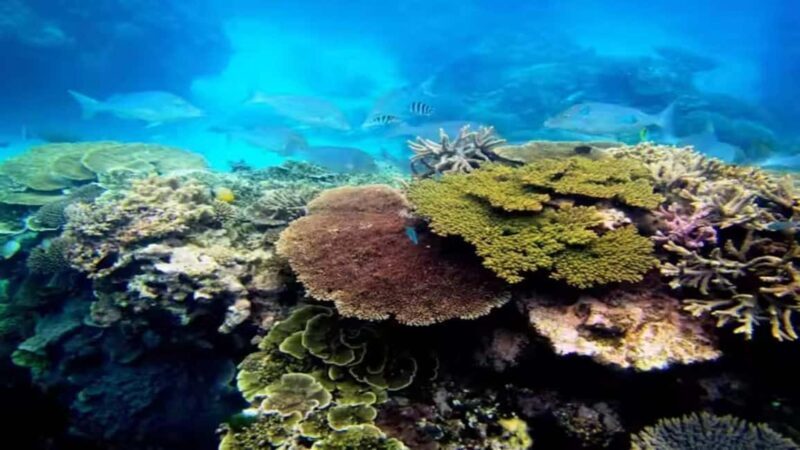 Private: Sosua Bay Snorkeling Tour with Hotel Pickup - FAQ