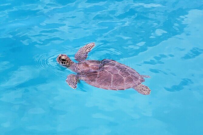 Private Speed Boat Charter in St Maarten & Nature Reserve - The Experience: What Travelers Say