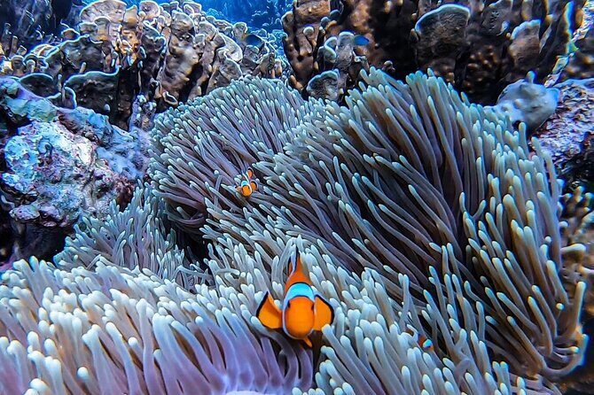 Private Speedboat Tour to Phi Phi Islands From Krabi - Price and Value Analysis