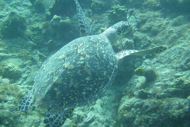 Private St. Maarten Cruise - Hakuna Matata Catamaran - What to Expect on Your Private St. Maarten Catamaran Adventure